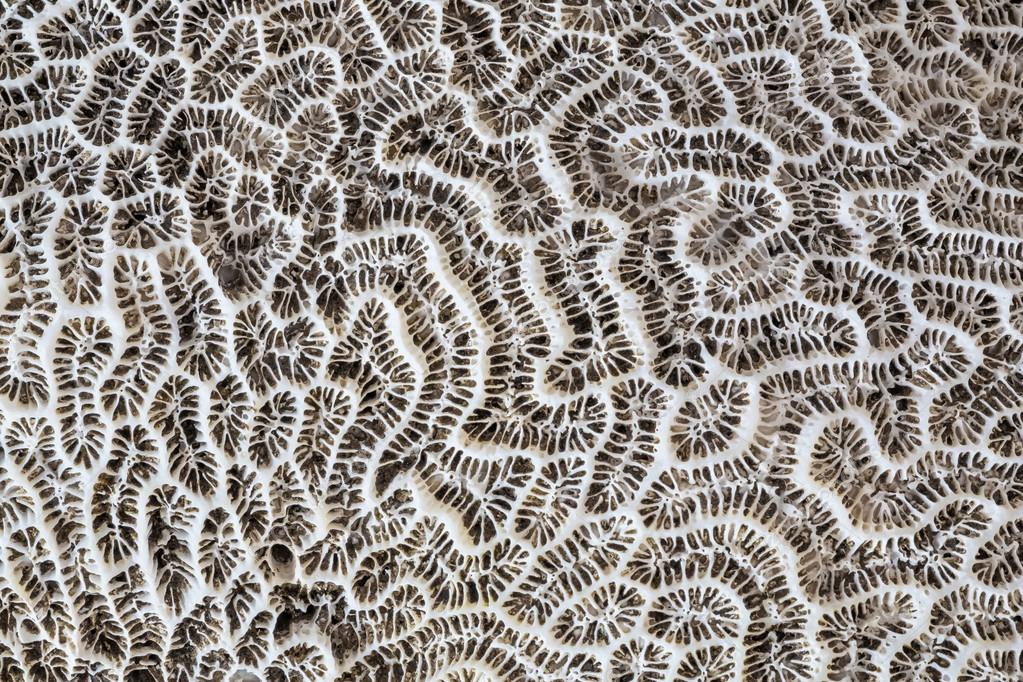 Coral fossil texture — Stock Photo © smuayc #31670689