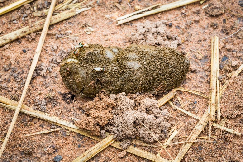 Goat excrement — Stock Photo © smuayc #31850575