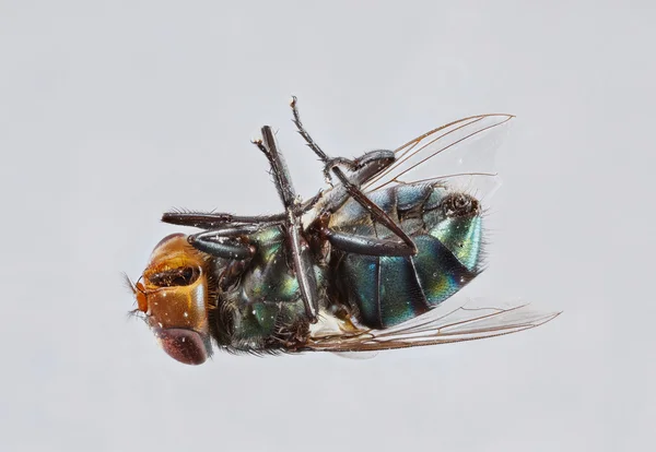 Chrysomya species Stock Photo by ©smuayc 46769825