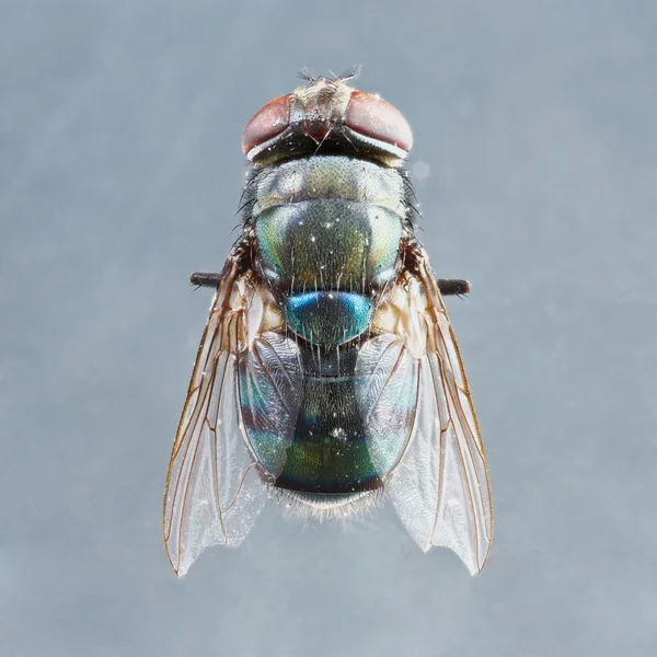 Fotos de Mosca varejeira verde, Imagens de Mosca varejeira verde sem ...