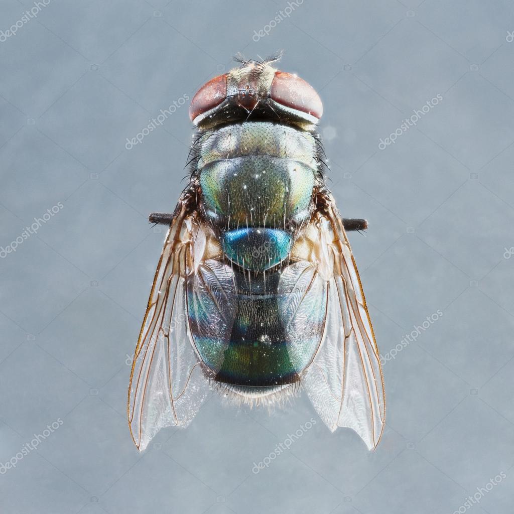 Chrysomya species Stock Photo by ©smuayc 46769825