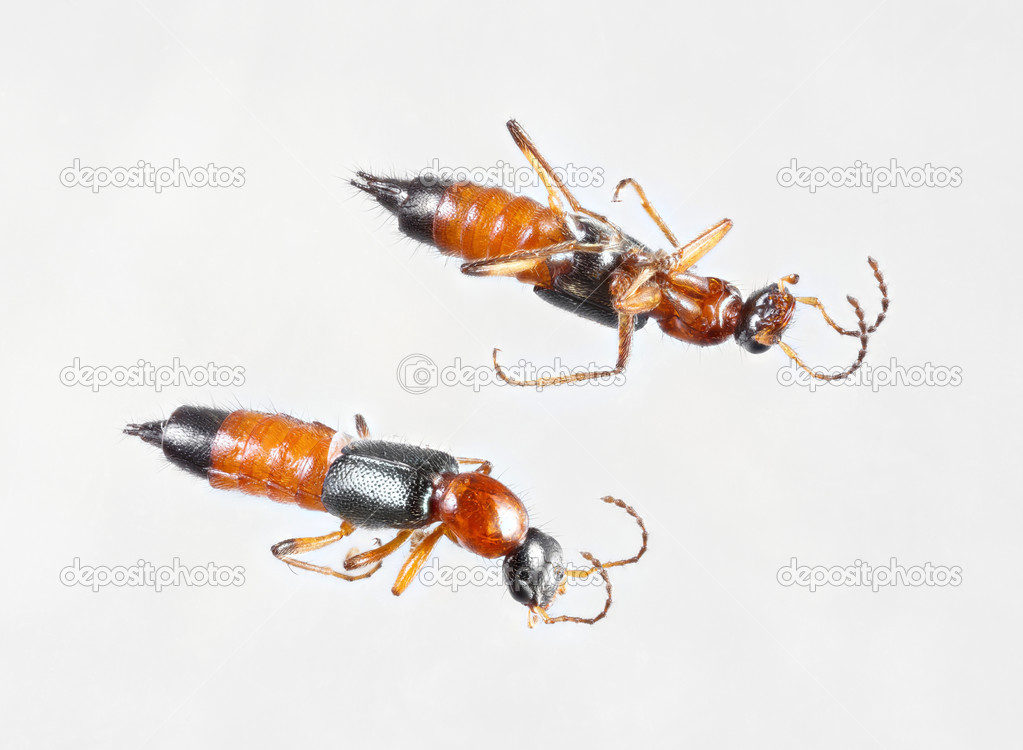 Rove Beetle