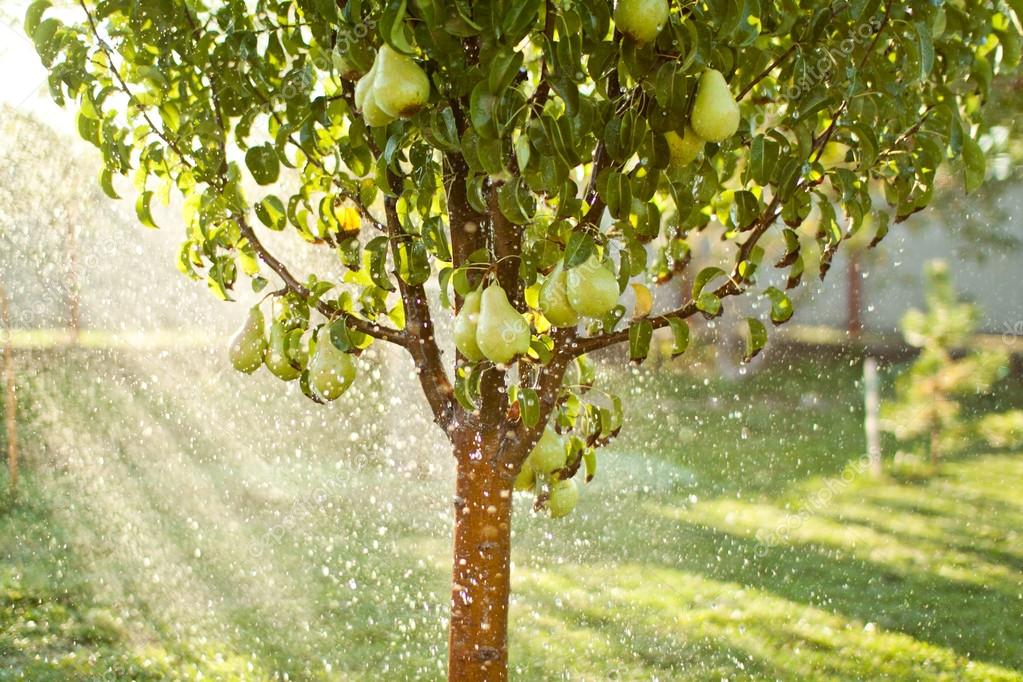 Un árbol de pera en la lluvia torrencial. frutas verde pera con agua ...