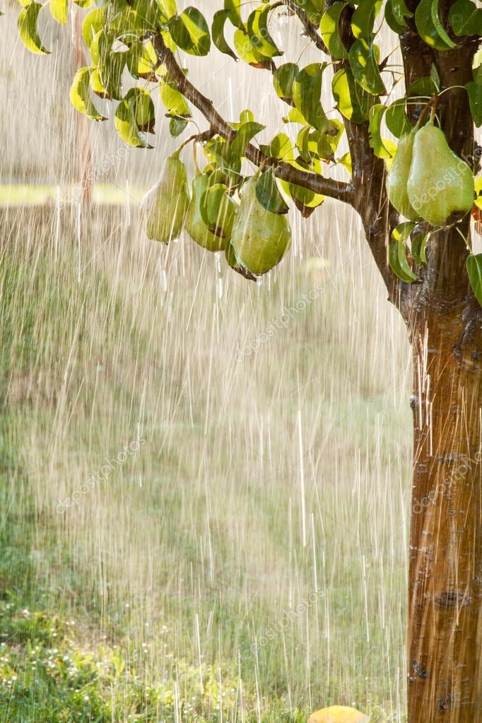 A pear tree in the pouring rain. Green pear fruits with water drops on ...