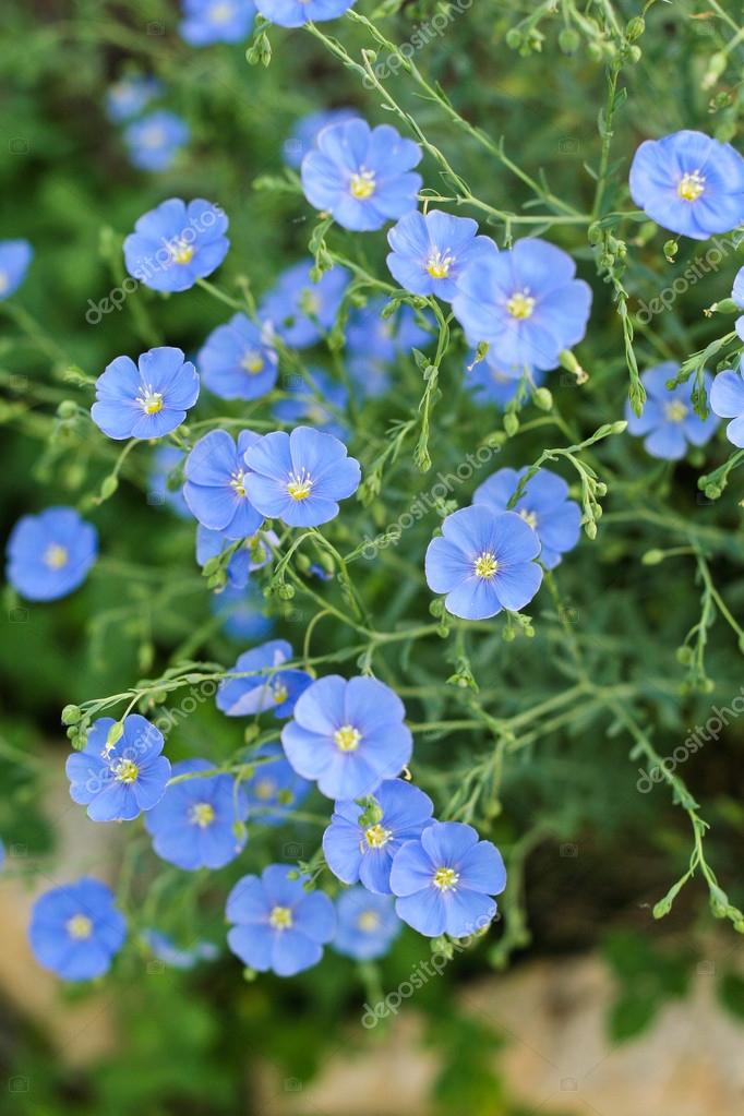Blue flax flowers Stock Photo by ©HotPhotoPie 38830255