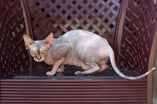 Angry Sphynx cat outdoor - Stock Image - Everypixel