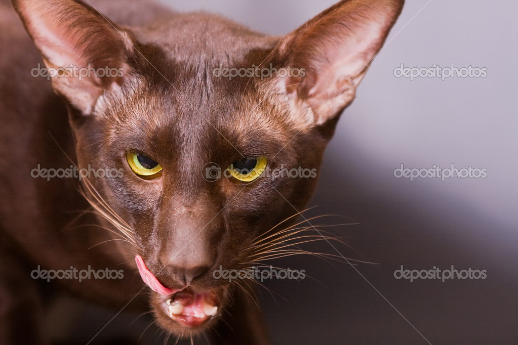 Oriental brun foncé lécher le chat image libre de droit par ...