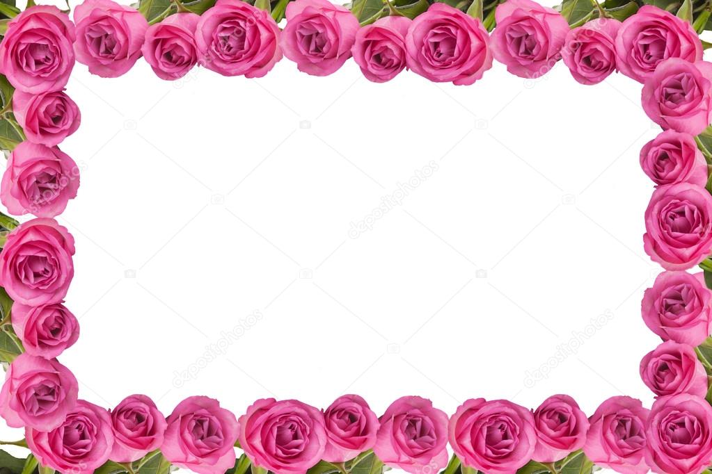 Moldura feita de lindas rosas cor de rosa, isoladas no branco ...