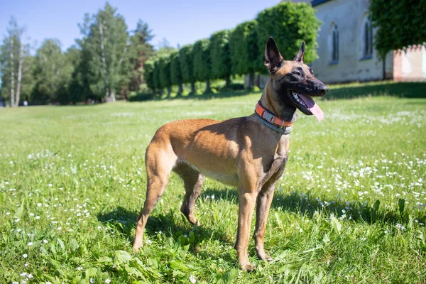 Malinois belgium Stock Photos, Royalty Free Malinois belgium Images ...