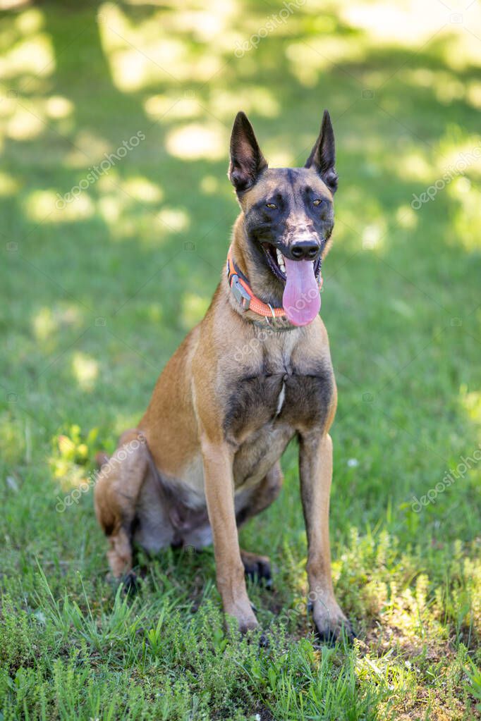 Perro pastor belga. Malinua en formación 2024