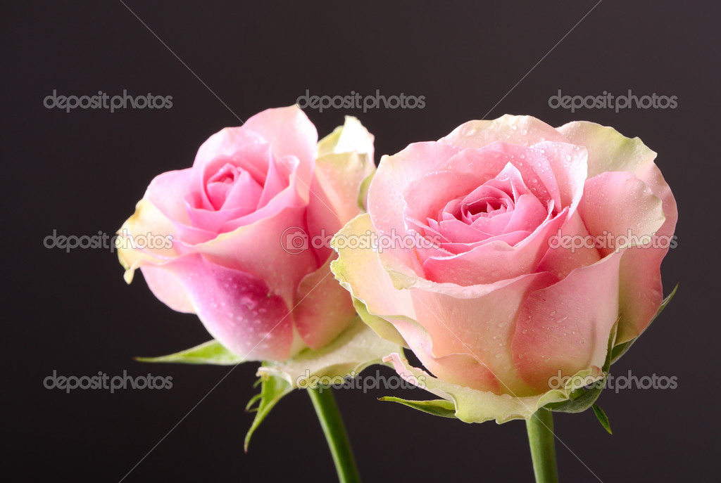 Two pink roses — Stock Photo © Volga2019 #22823204