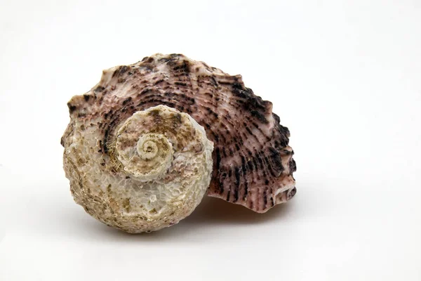 Fotos de Fóssil de caracol, Imagens de Fóssil de caracol sem royalties ...