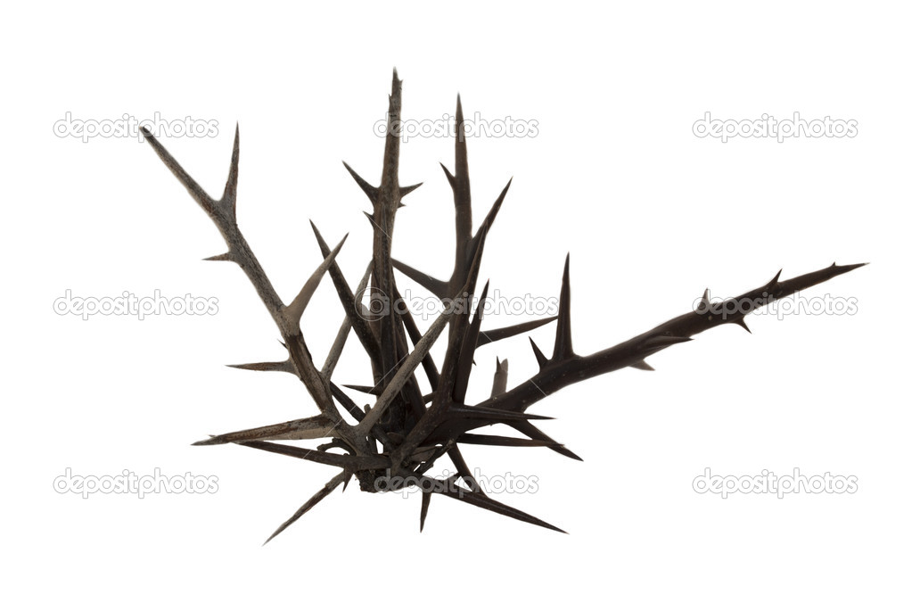 Isolated prickle Stock Photo by ©foldenberg2 20106775