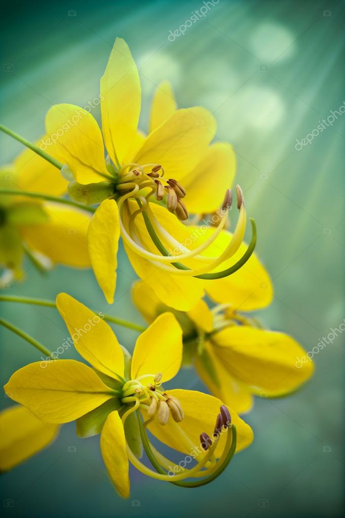 Golden Shower Tree Stock Photo by ©cowardlion 29603829