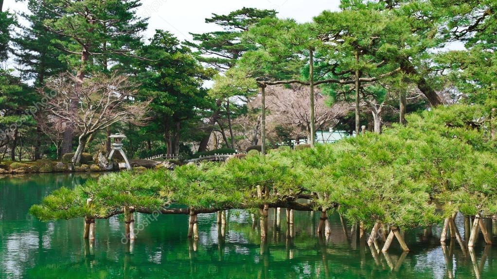 Karasaki Matsu at Kenrokuen in Kanazawa Stock Photo by ©cowardlion 31907559