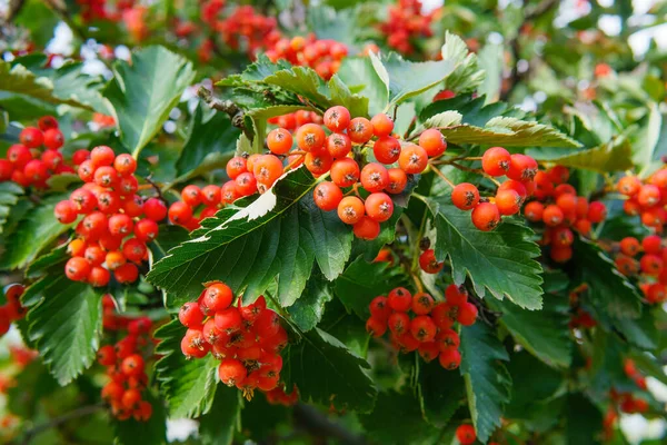 Beautiful rowanberry Stock Photos, Royalty Free Beautiful rowanberry ...
