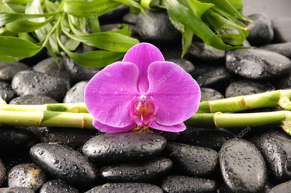 Hojas de bambú con piedras de orquídea y zen 2023