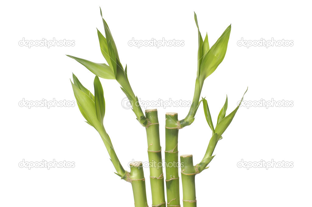 Nature lucky bamboo Stock Photo by ©camelliawang 19053901