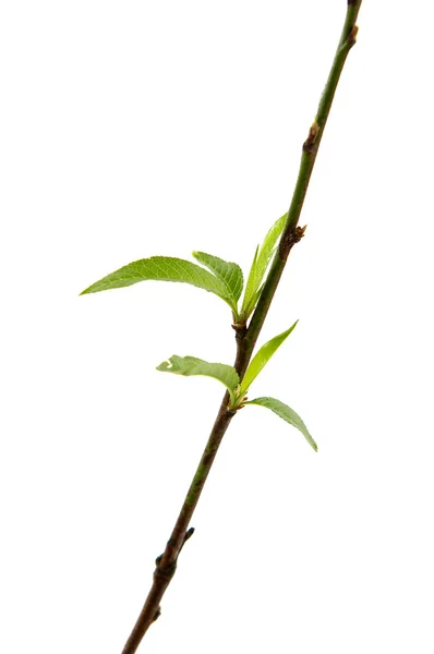 Branch Stock Photos, Royalty Free Branch Images | Depositphotos