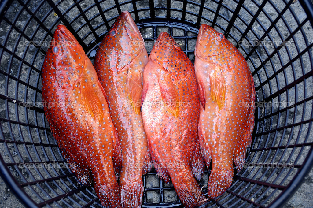 Peixes vermelhos — Fotografias de Stock © camelliawang #22725383
