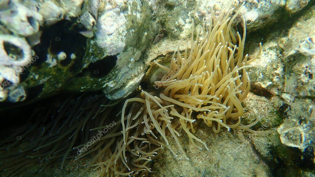 Snakelocks anemone (Anemonia viridis), molusco bivalvo Ostrea stentina y ostra plana europea ...