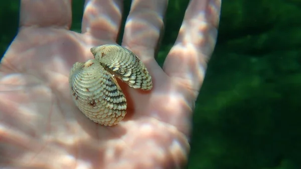 Giant clam shell Stock Photos, Royalty Free Giant clam shell Images ...