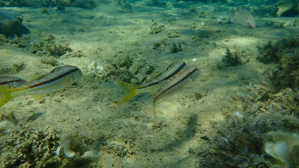 Red sea snake Stock Photos, Royalty Free Red sea snake Images ...