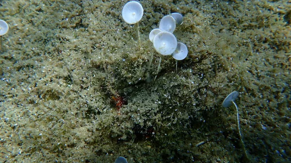 Tubular sea cucumber Stock Photos, Royalty Free Tubular sea cucumber ...