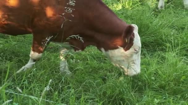 856 Grama de mascar de vaca Videos, Royalty-free Stock Grama de mascar ...