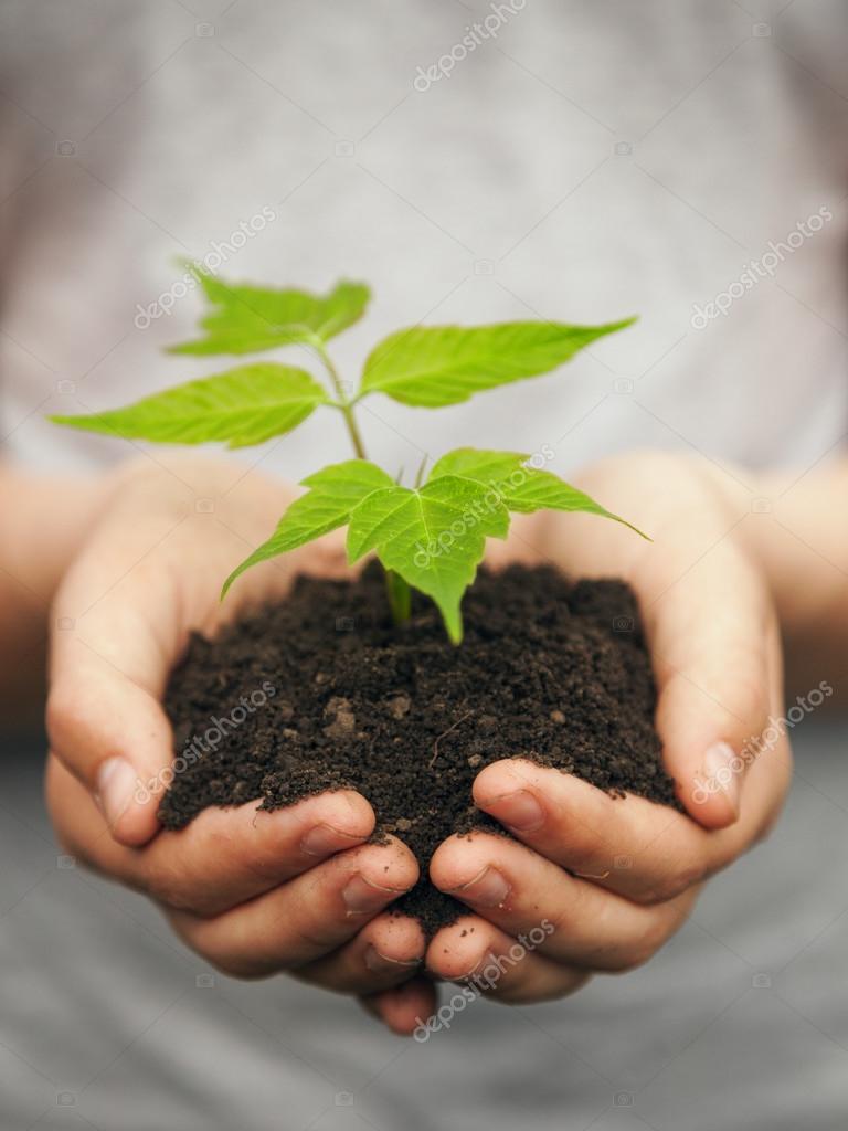 Boy hands holding young plant — Stock Photo © Tiplyashina #26662375