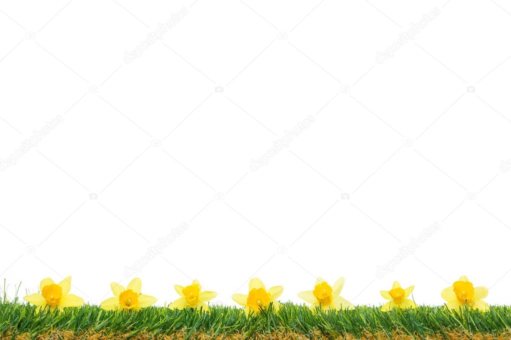 Spring Borders - Daffodils on Grass Stock Photo by ©MichaelJayFoto 22037325