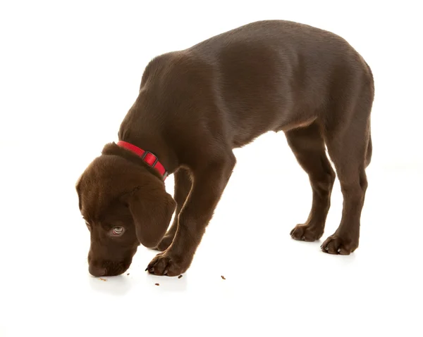 Imágenes de Perro oliendo, fotos de Perro oliendo sin royalties ...