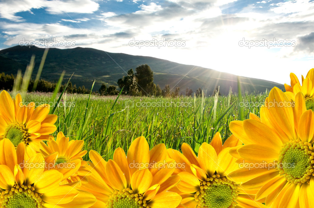 lindas flores coloridas sobre fundo de paisagem — Fotografias de Stock ...
