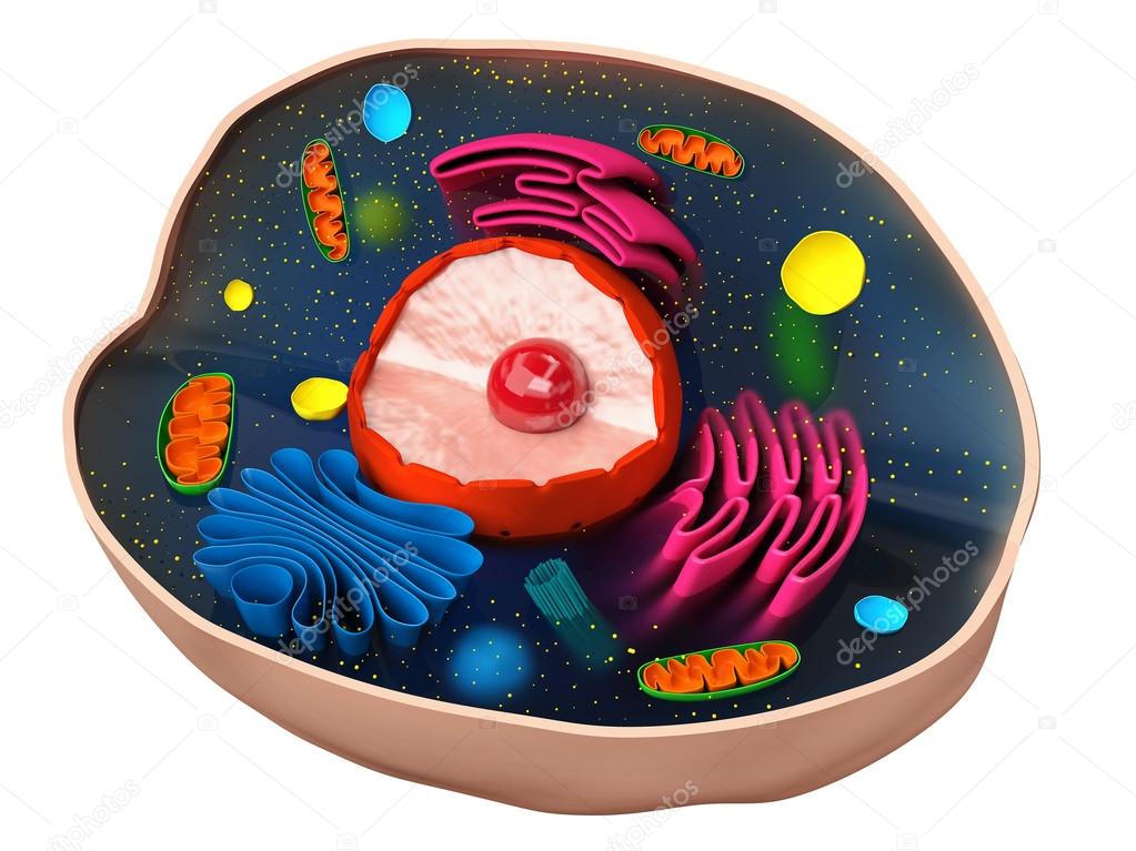 Cell structure Stock Illustration by ©eranicle #19038711