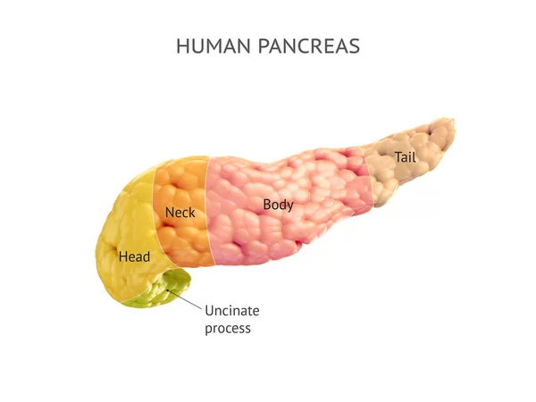 Healthy Human Pancreas