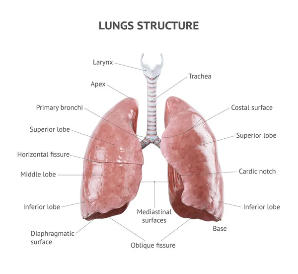 Lung structure Images - Search Images on Everypixel