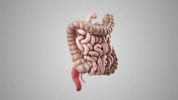 1,629 Intestine anatomy Videos, Royalty-free Stock Intestine anatomy ...