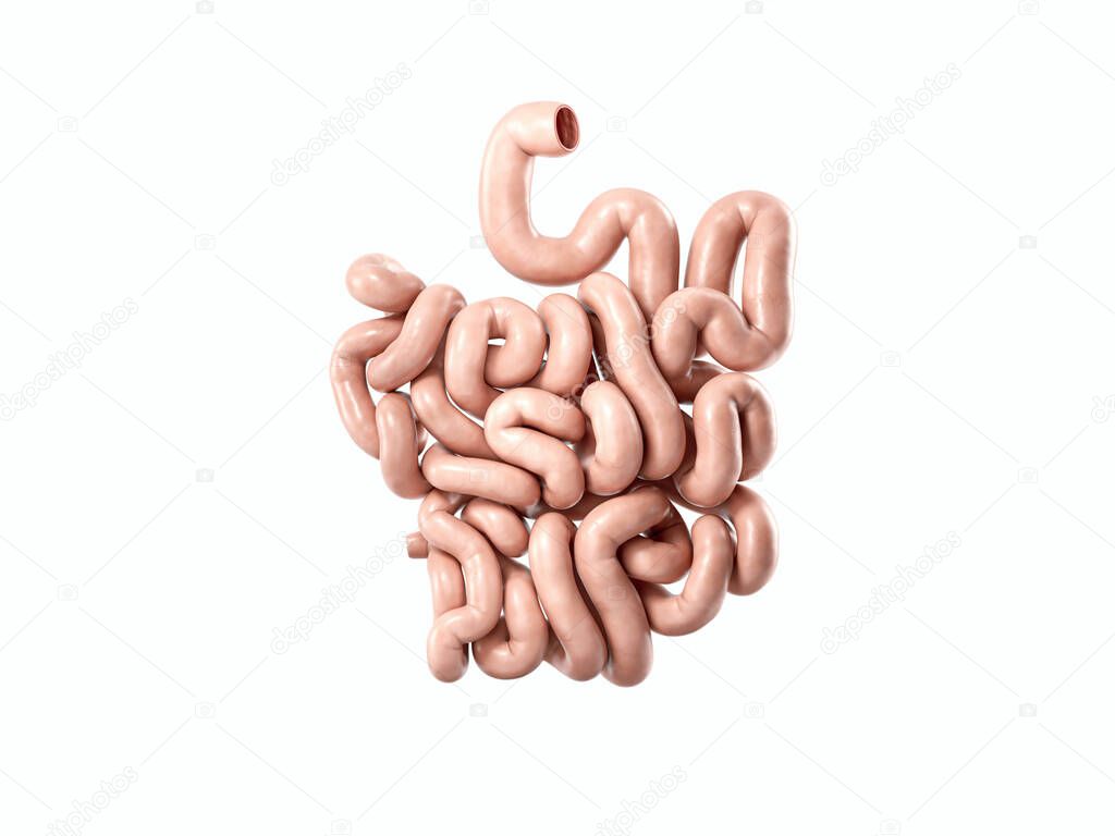 3d ilustración del órgano interno humano - intestino delgado. Intestino ...
