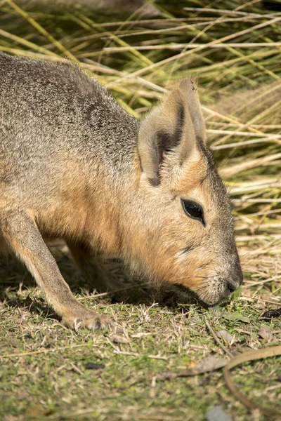 Patagonian Cavy Nose