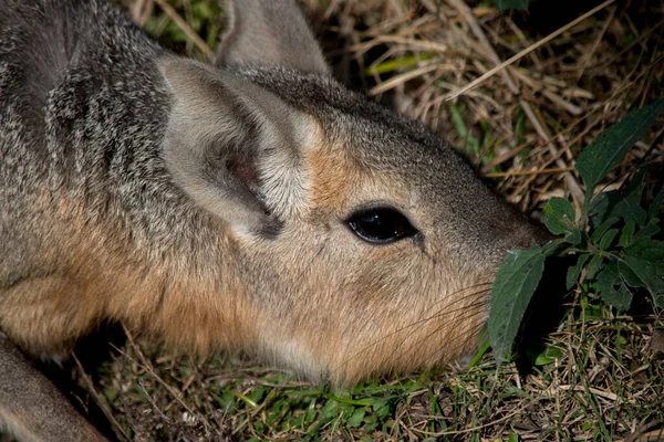 Mara patagonii Stock Photos, Royalty Free Mara patagonii Images ...