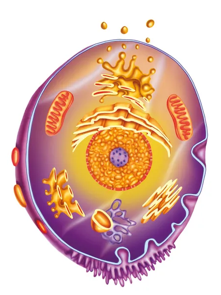 Cell biology Stock Photos, Royalty Free Cell biology Images | Depositphotos