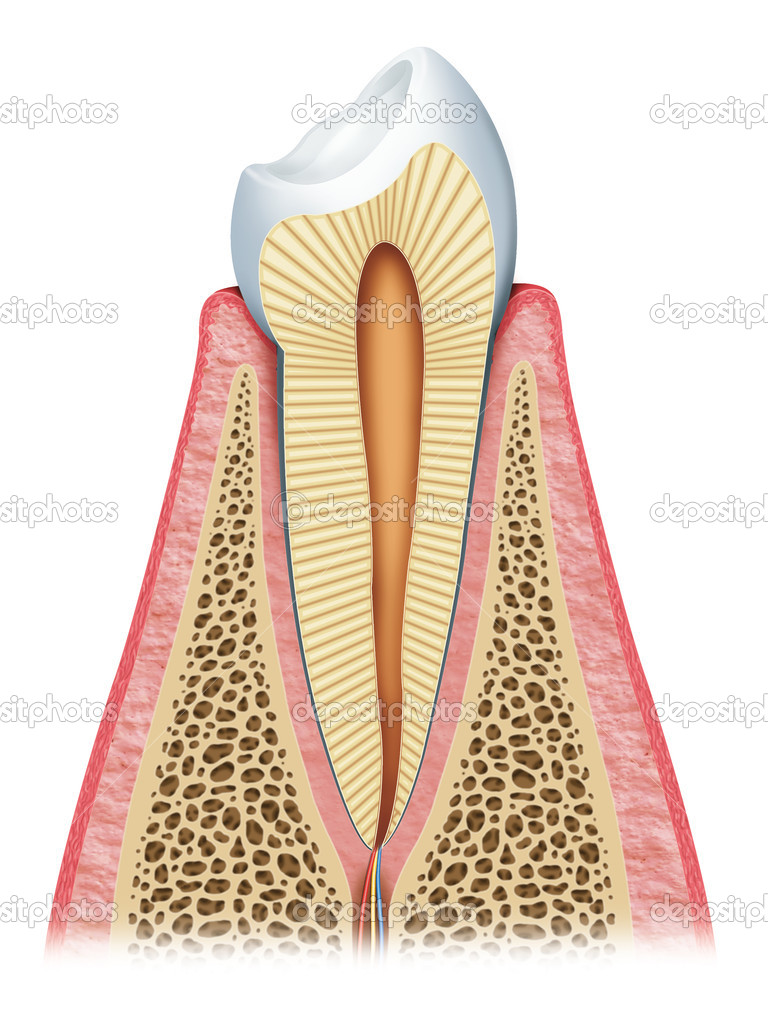 Anatomical illustration of the interior of the tooth and the gum. Stock ...