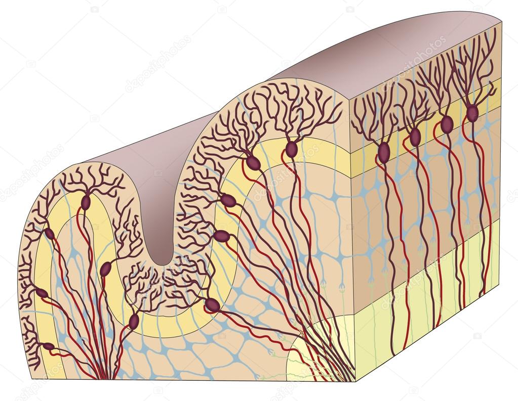Human cerebral cortex — Stock Photo © Alexilus #21672461