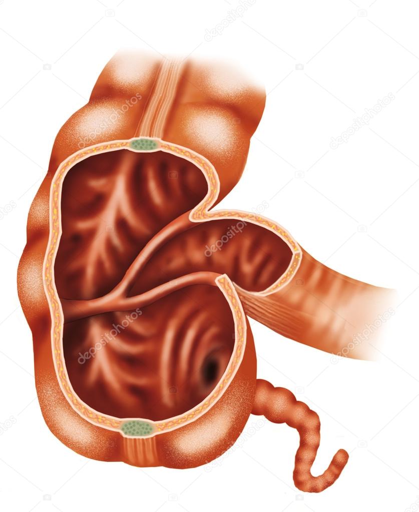 Ileum. cecum Stock Photo by ©Alexilus 21672907