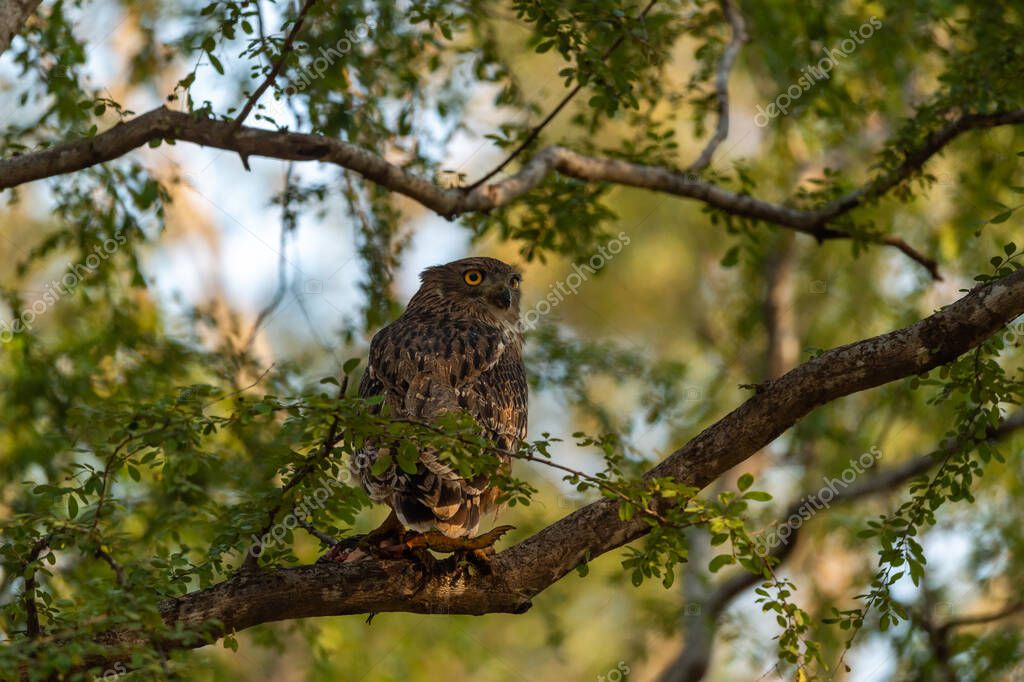 Búho pescador marrón o Bubo zeylonensis o Ketupa zeylonensis encaramado ...