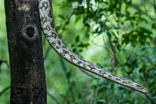 Snakes and endangered fauna images libres de droit, photos de Snakes ...