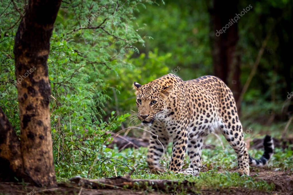 Leopardo macho salvaje indio o pantera caminando de cabeza con un ...