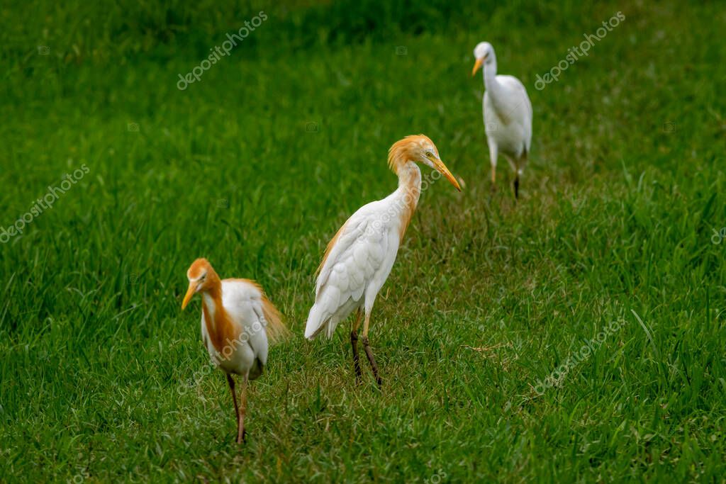 cattle egret or Bubulcus ibis in a breeding plumage in natural green ...