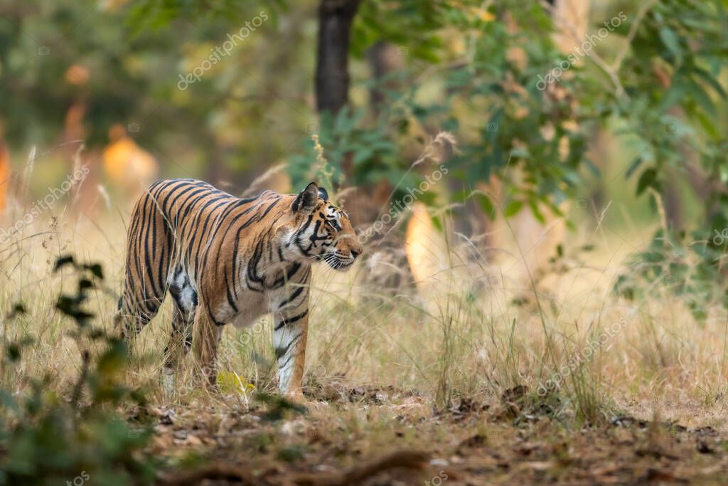 wild bengal female tiger or panthera tigris tigris on prowl in morning ...