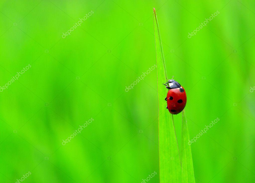 Ladybug — Stock Photo © biletskiy_e #20072441